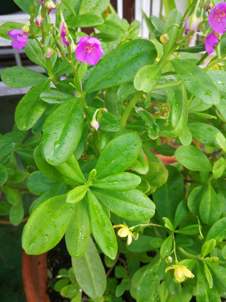 Philippine spinach from Willemstad, Curaçao on June 03, 2022 at 09:09 ...