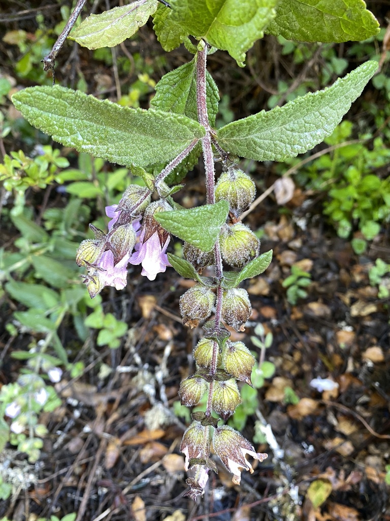 California Pitcher Sage from Golden Gate National Recreation Area ...