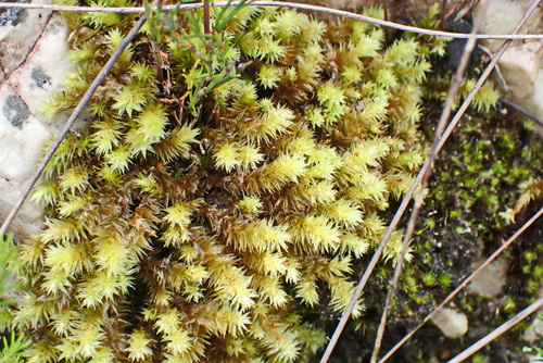 Breutelia elliptica · NaturaLista Colombia