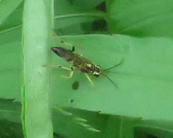 Winged and Once-winged Insects from 431 E Rd, Milton, VT 05468, USA on ...