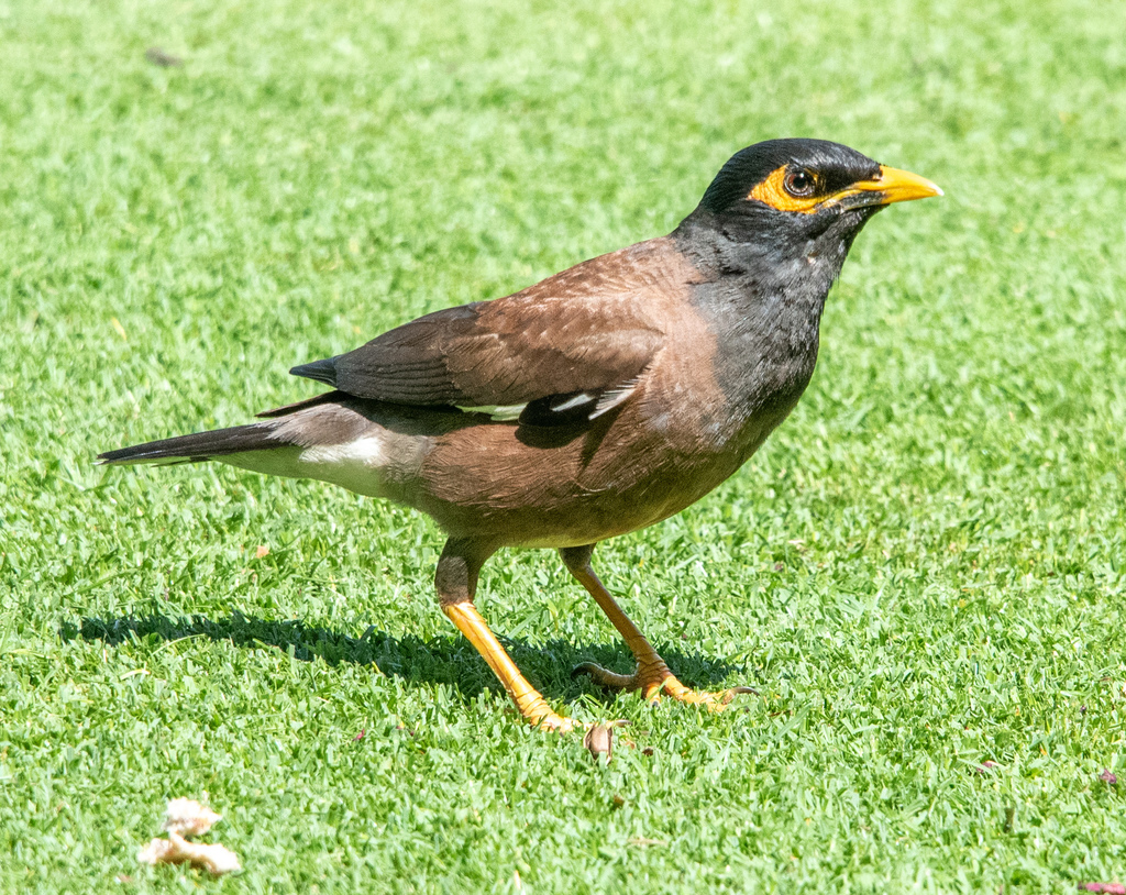 Common Myna from Poipu, Koloa, HI 96756, USA on May 25, 2022 at 10:03 ...