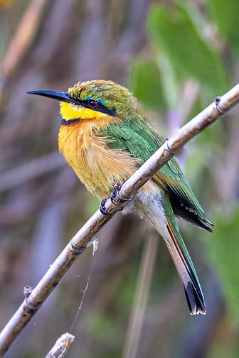 Little Bee-eater from Zambezi Region, Namibia on May 18, 2022 at 01:43 ...