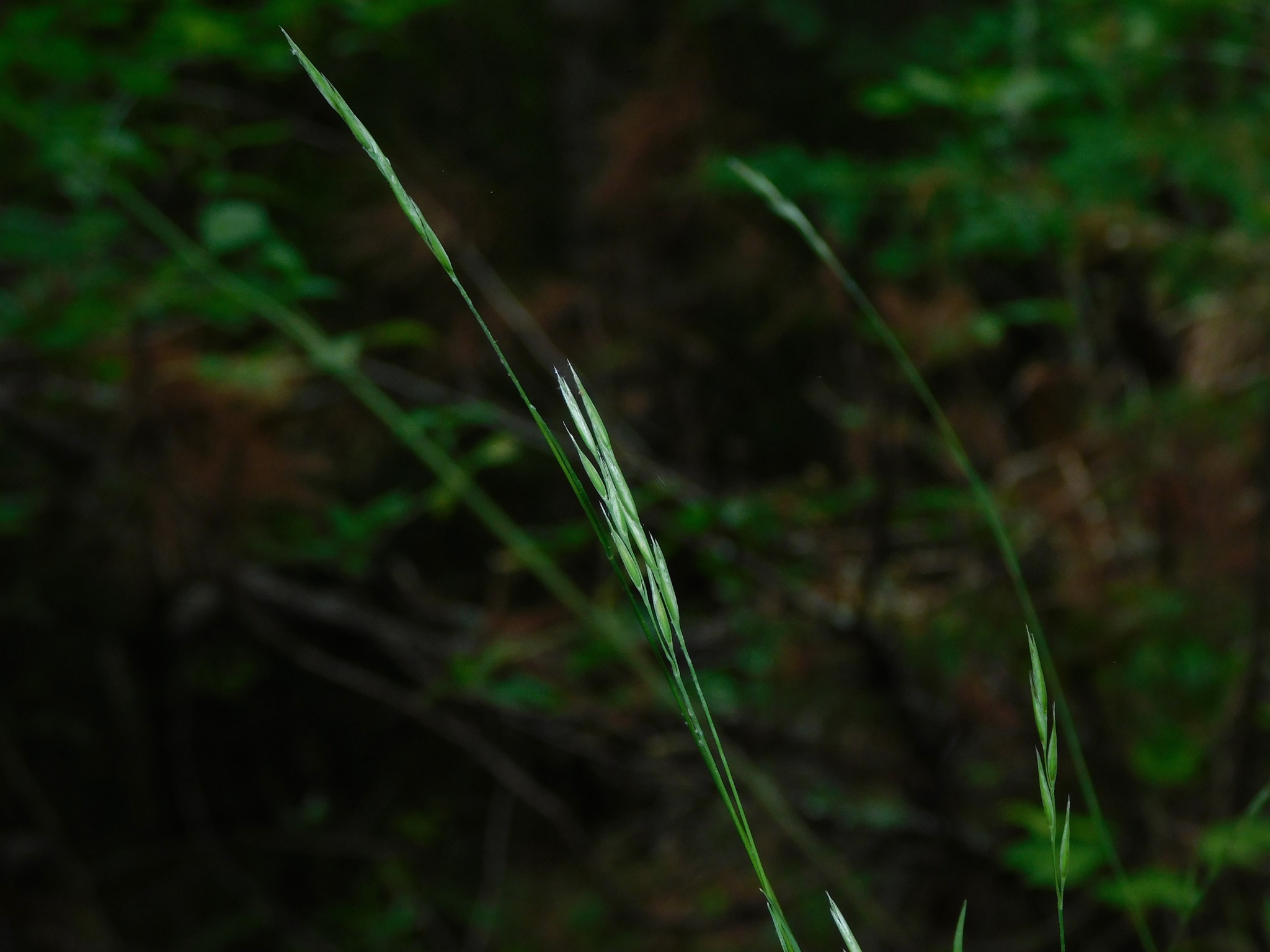 Danthonia compressa Austin