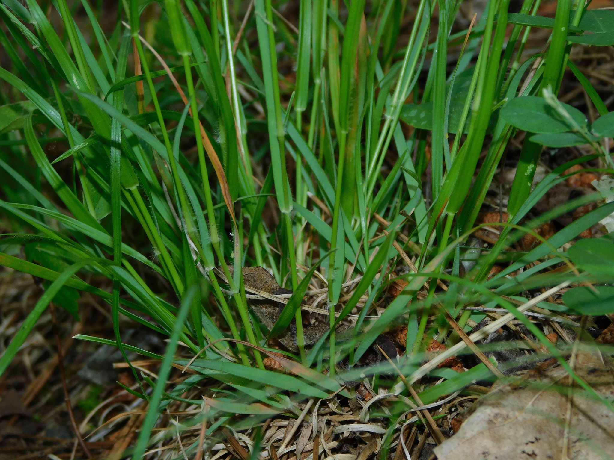 Danthonia compressa Austin