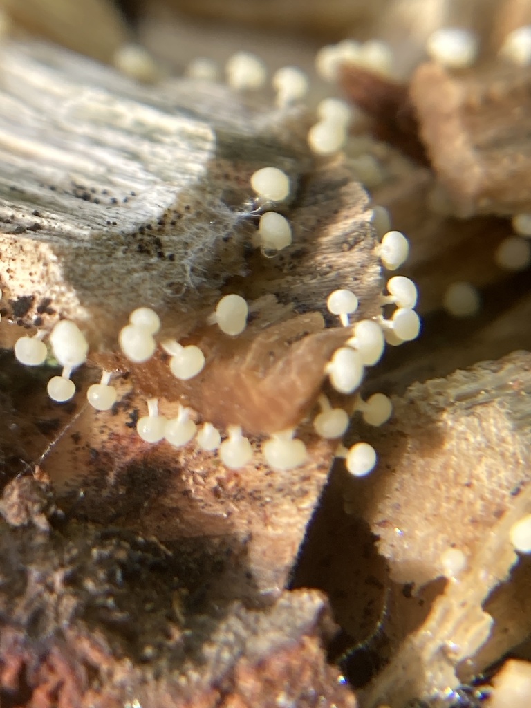 true slime molds from Boone County, US-MO, US on June 2, 2022 at 09:24 ...