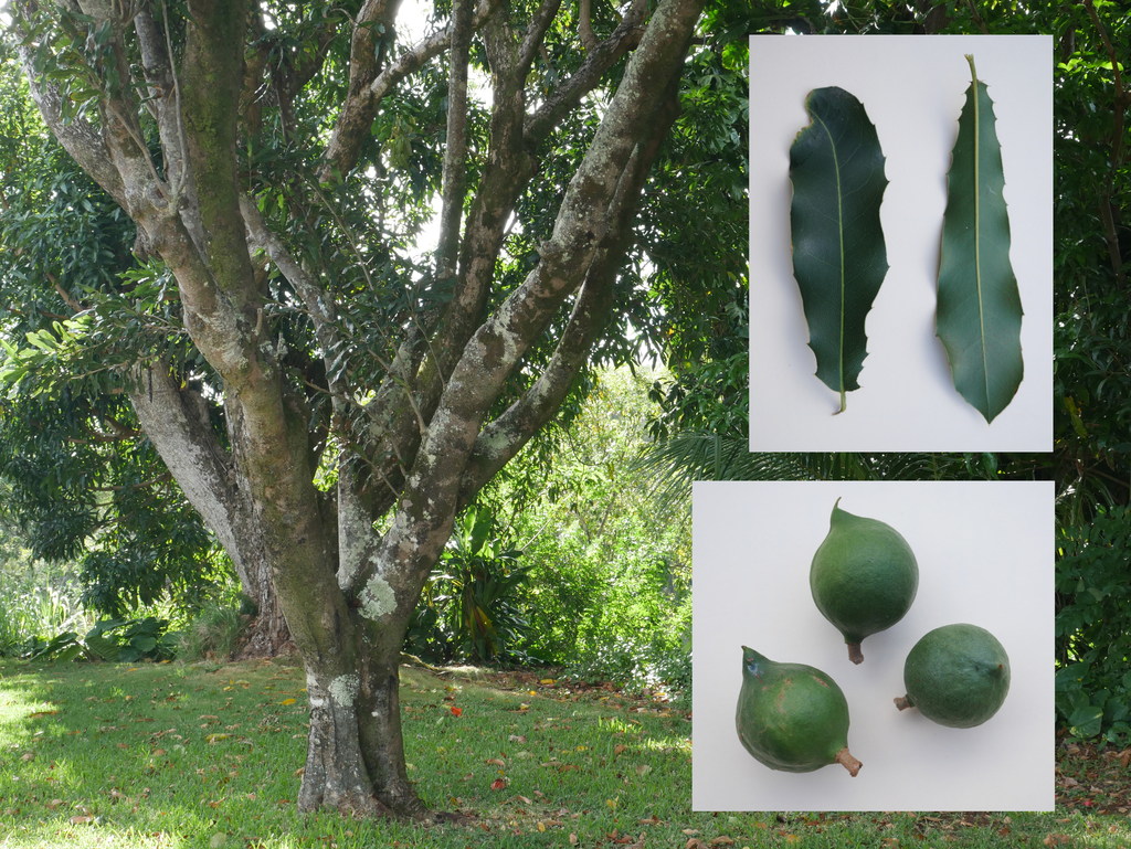Macadamia Tree (Macadamia integrifolia) - Botanical Realm