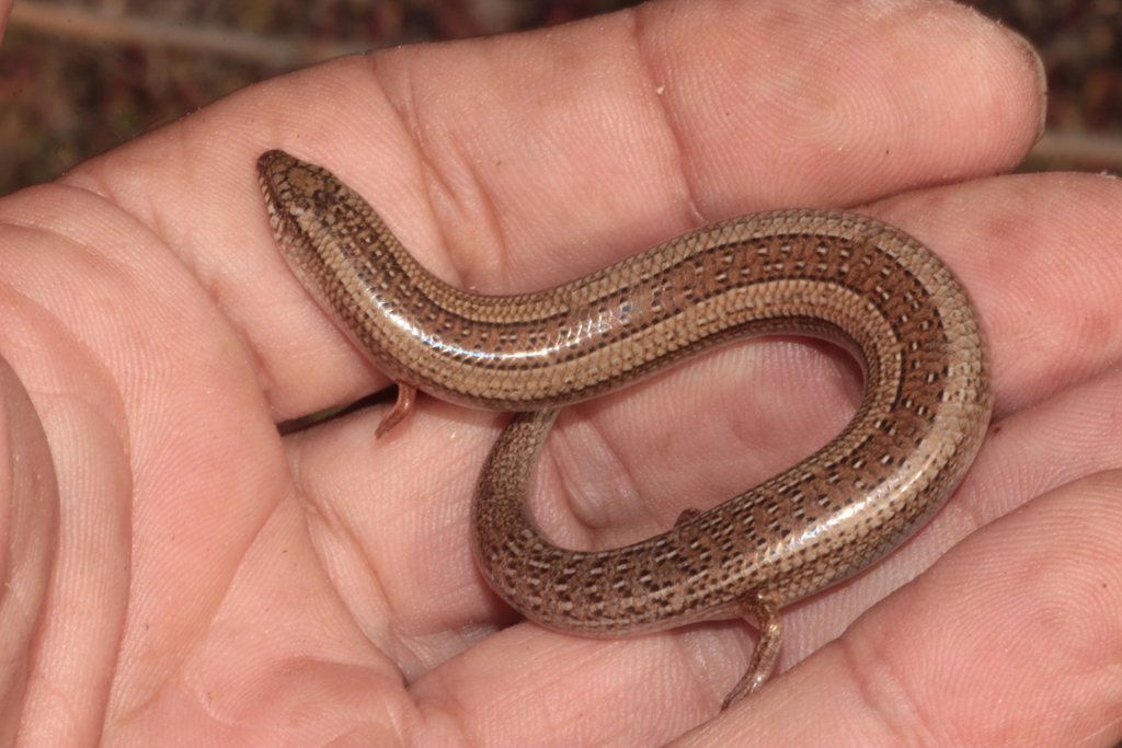 Morocco Cylindrical Skink from Province de Chtouka Ait Baha, Maroc on ...