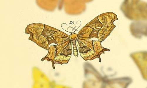 Epiplema furcillata · NaturaLista Colombia