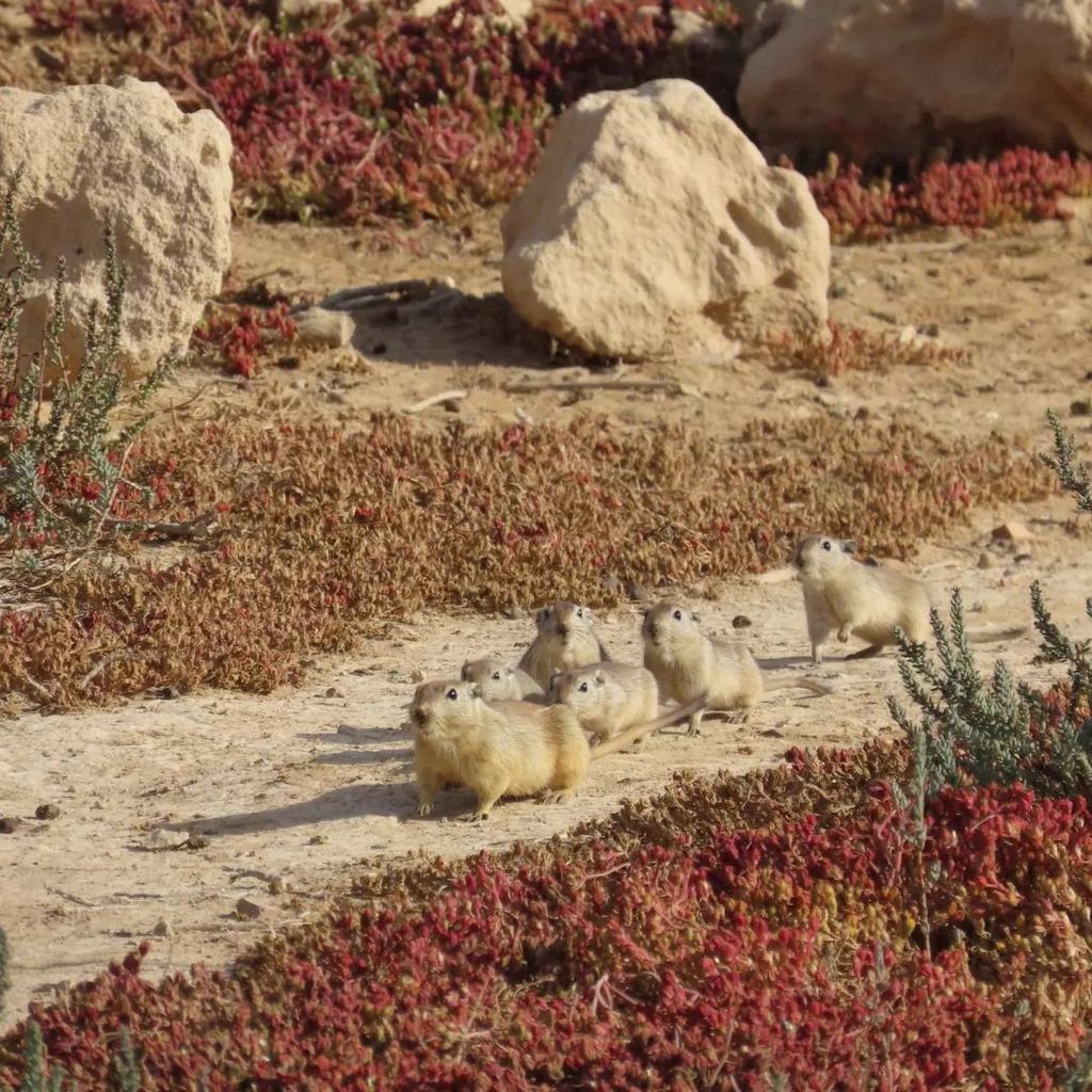 Fat Sand Rat from Borg El Arab, Alexandria Governorate, Égypte on May ...