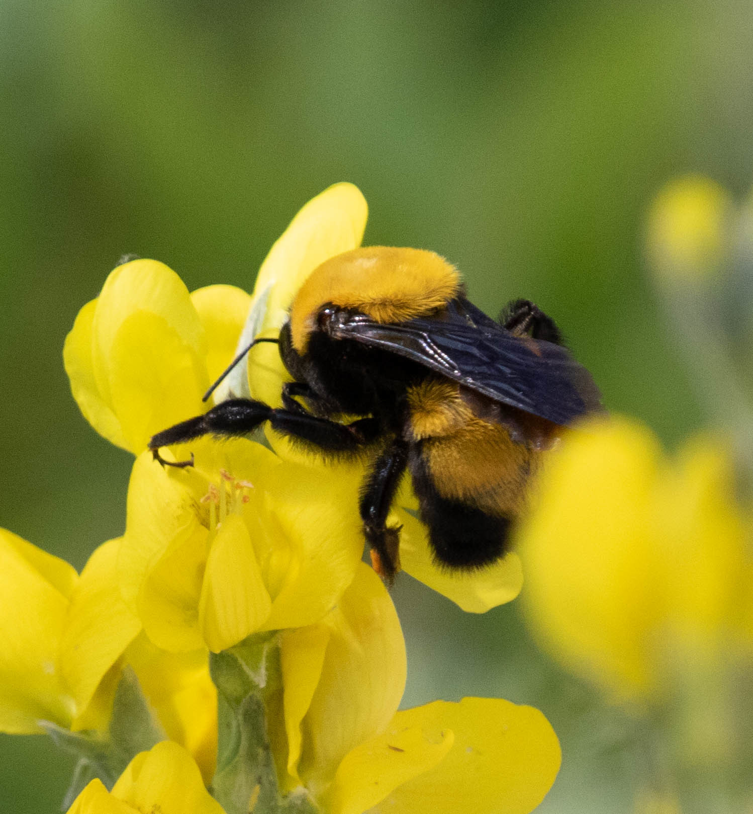 Bombus morrisoni Cresson, 1879