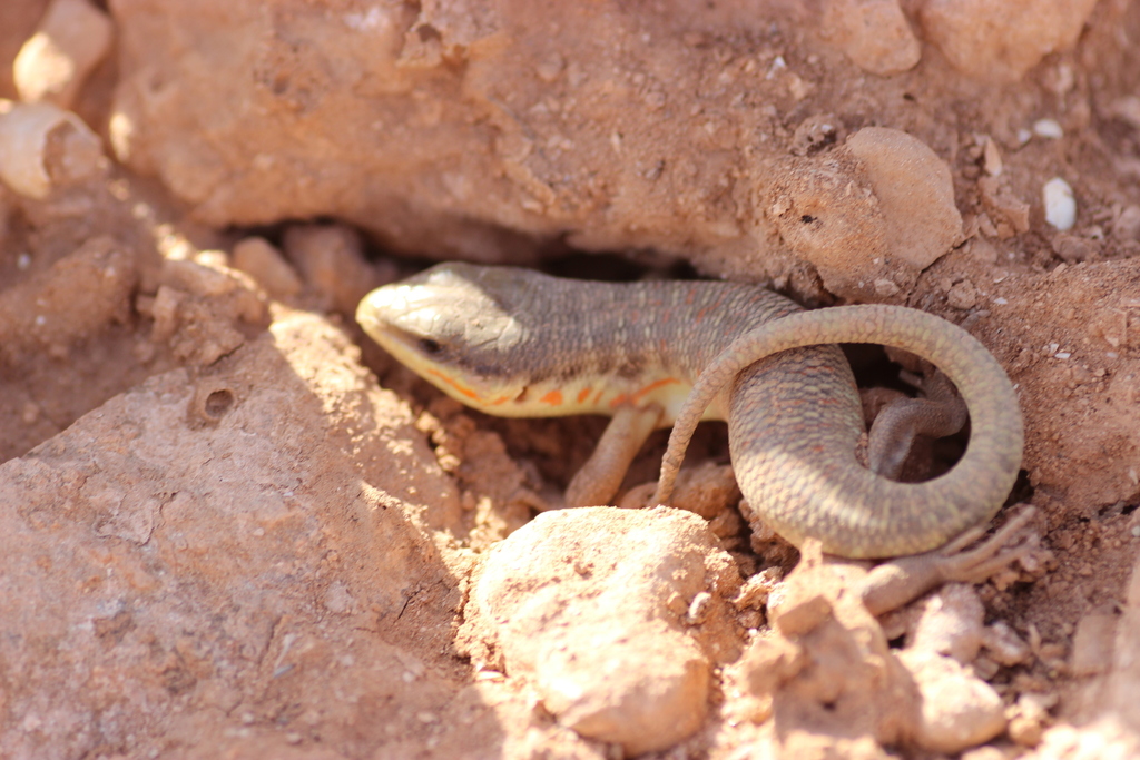 Algerian Skink from Province de Chtouka Ait Baha, Maroc on February 20 ...