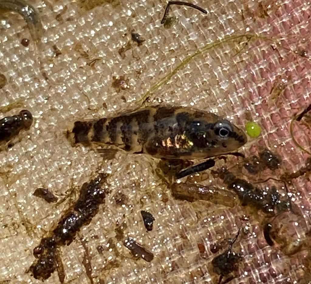 Spring Pygmy Sunfish (Wildlife of the United States - Fish Pt.2 ...