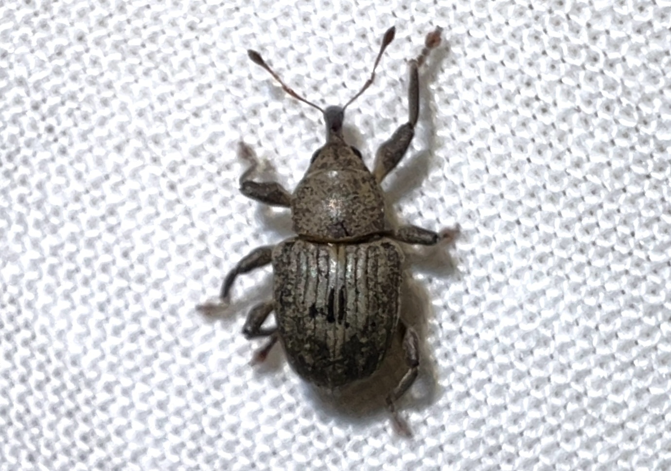 Neochetina eichhorniae Warner, 1970