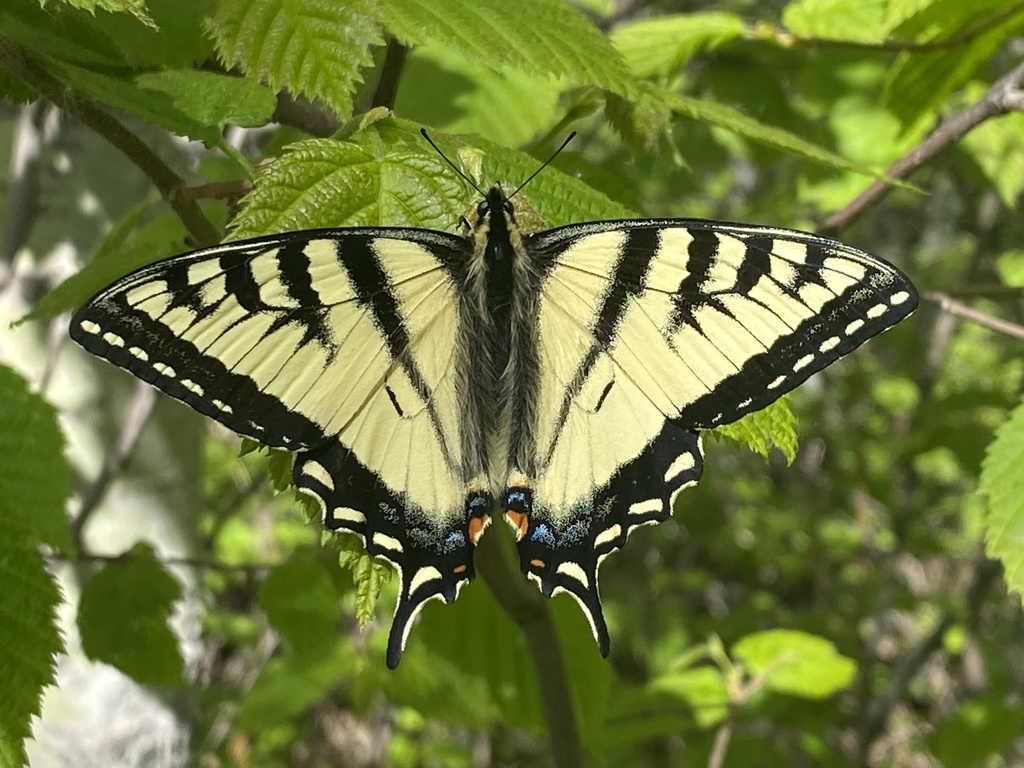 Canadian Tiger Swallowtail from Miquelon Lake Provincial Park Camrose ...