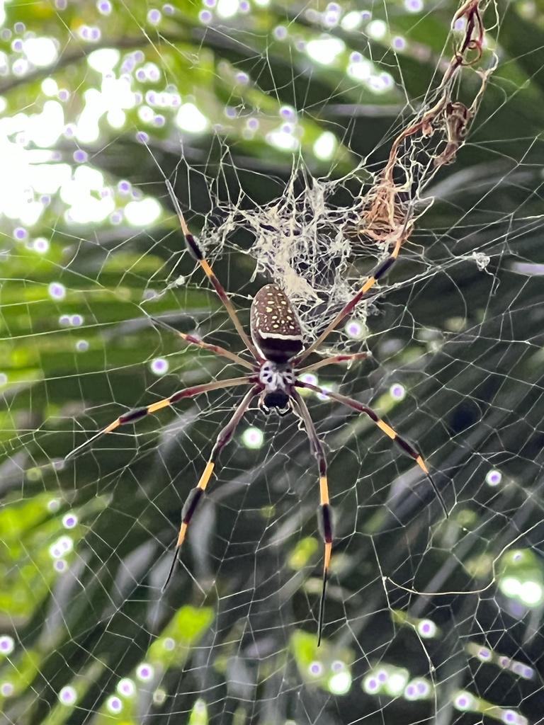 Golden Silk Spider from Saint Ann on May 15, 2022 at 11:13 AM by ...