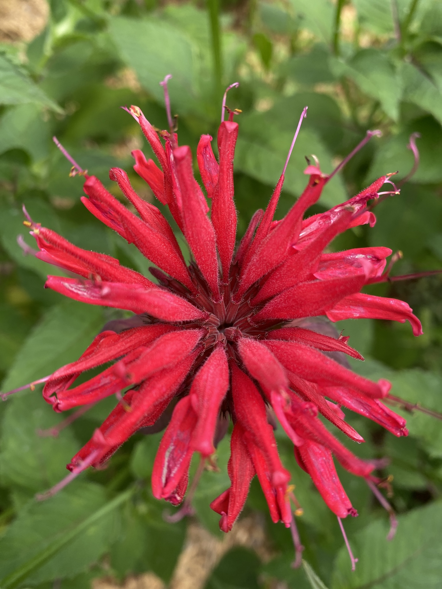 Monarda didyma L.