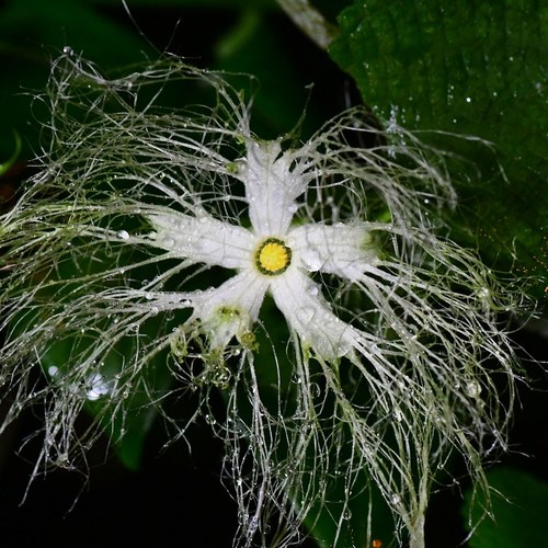 Trichosanthes rosthornii · iNaturalist