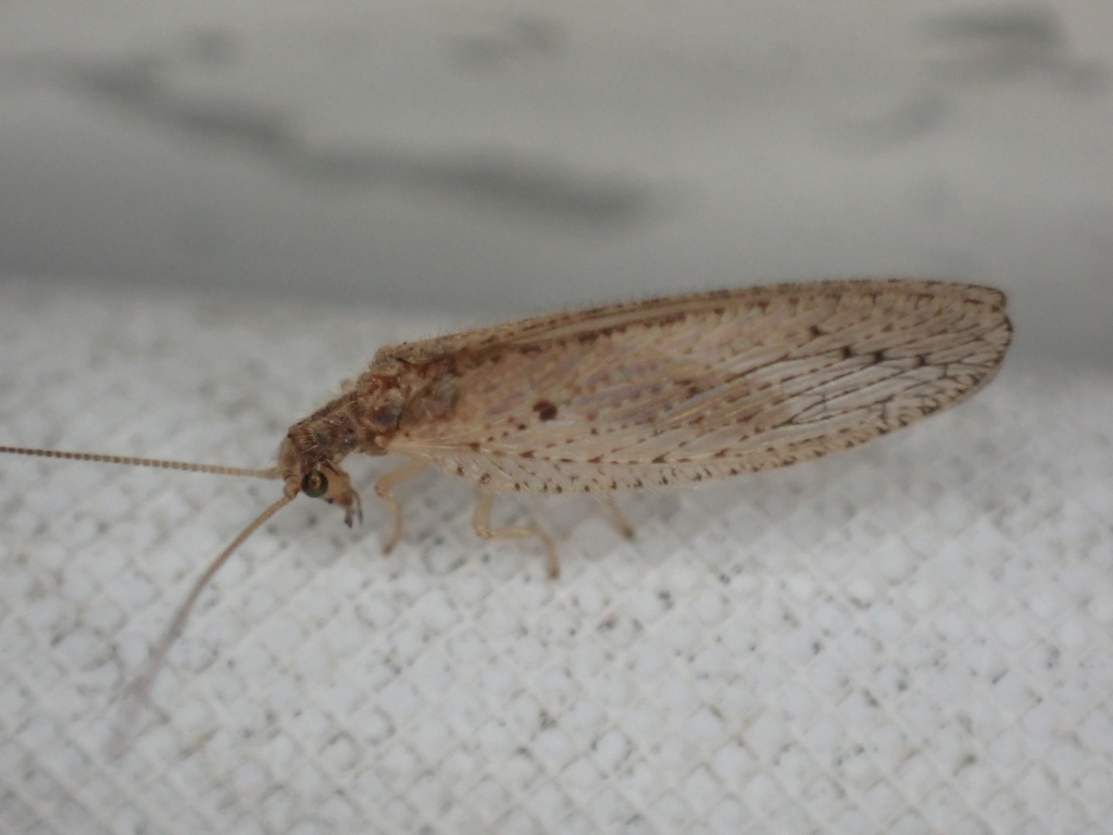 Micromus subanticus from South Cleveland, TN, USA on April 24, 2022 at ...