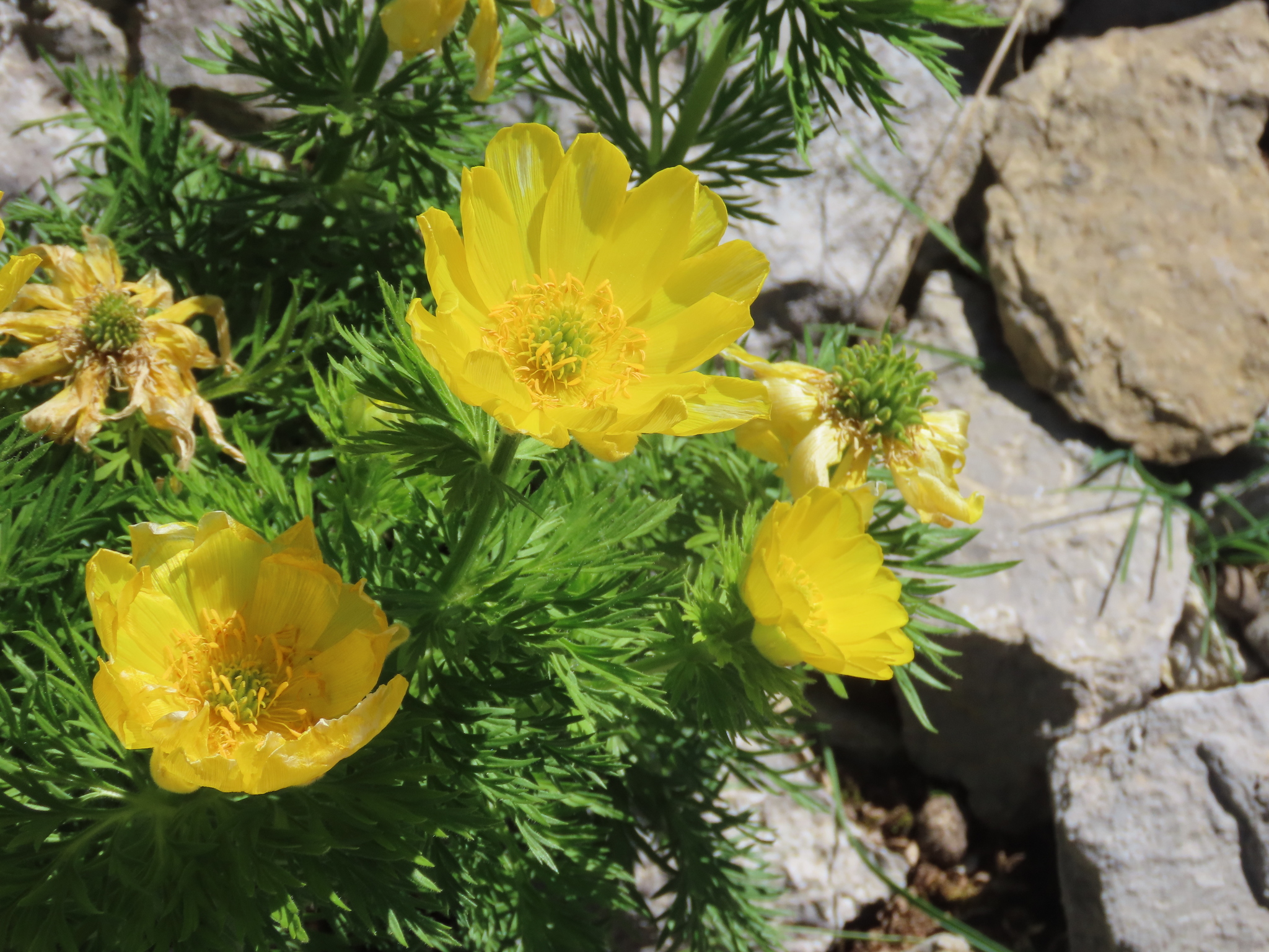 Adonis pyrenaica DC.