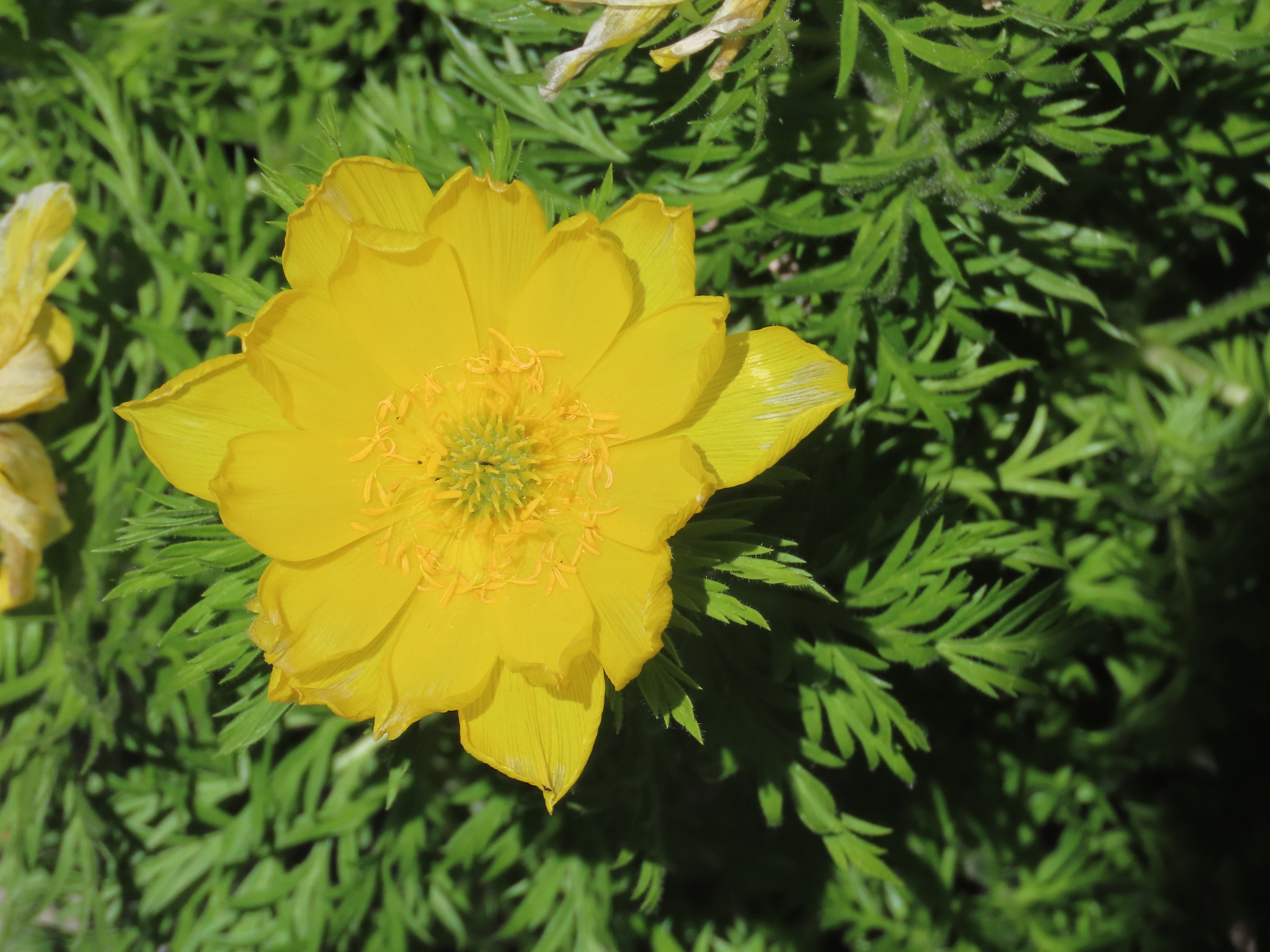 Adonis pyrenaica DC.