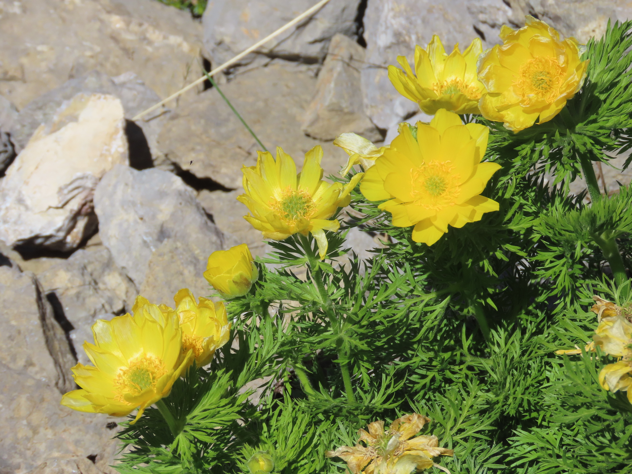 Adonis pyrenaica DC.