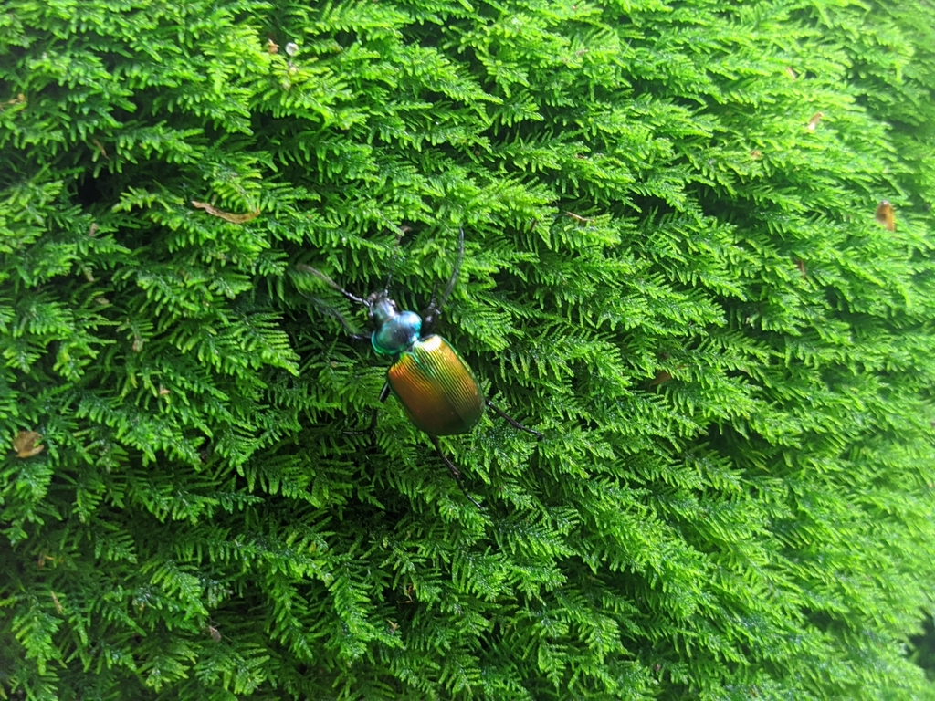 Agreeable Caterpillar Hunter from 00026 Licenza RM, Italia on June 03 ...