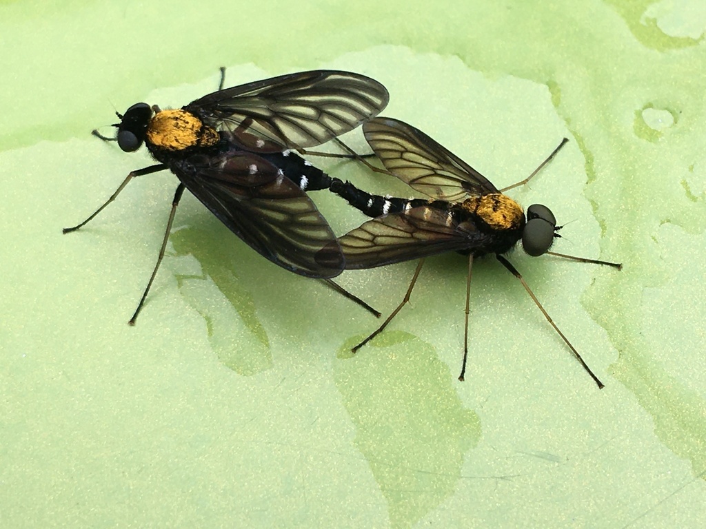 Golden-backed Snipe Fly from Greenbelt, MD, USA on June 03, 2022 at 08: ...