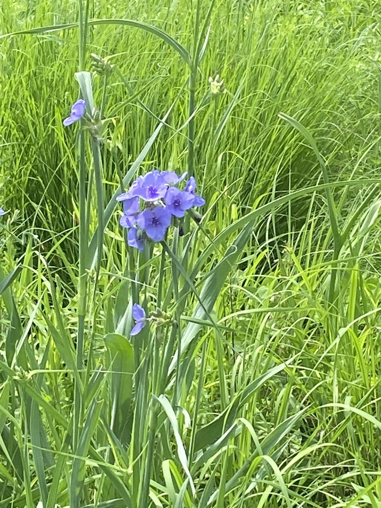 Spiderworts from Jefferson City, MO, US on June 02, 2022 at 11:28 AM by ...
