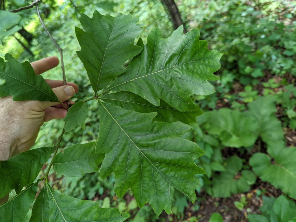 swamp white oak from Takoma Park, MD 20901, USA on June 03, 2022 at 11: ...
