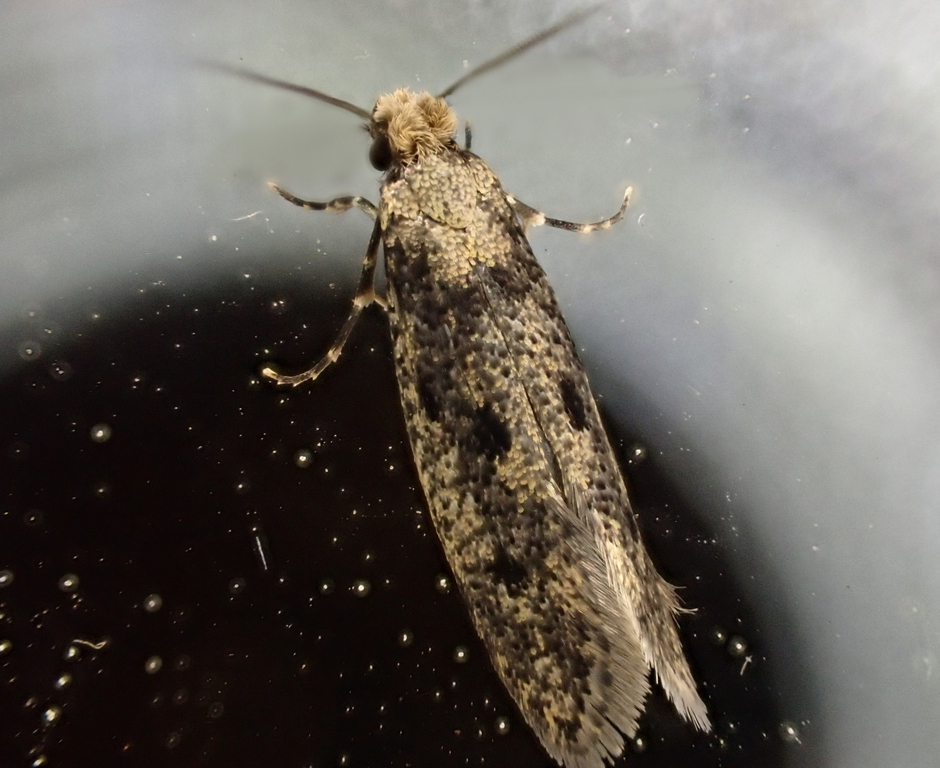 Fungus Moths, Clothes Moths, & Allies from South Cleveland, TN, USA on ...