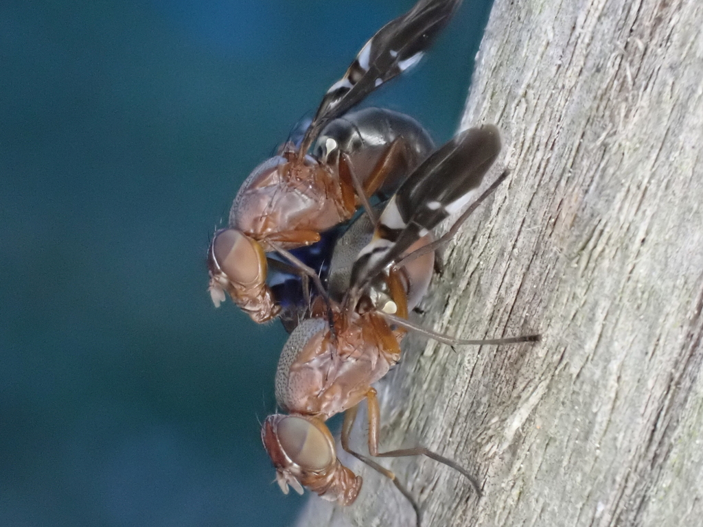 Common Picture-winged Fly from South Cleveland, TN, USA on April 30 ...