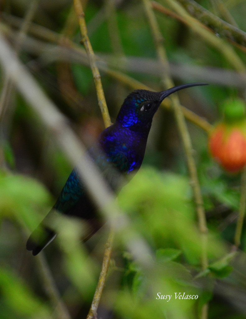 Violet Sabrewing from Centro, Banderilla, Ver., México on June 2, 2022 ...