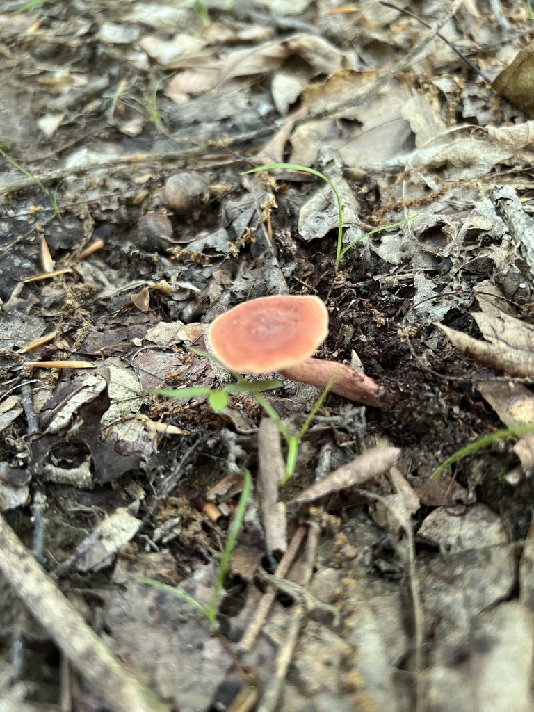 Curry Milkcap in June 2022 by Brian Hunt. Lactarius "camphoratus-IN02 ...