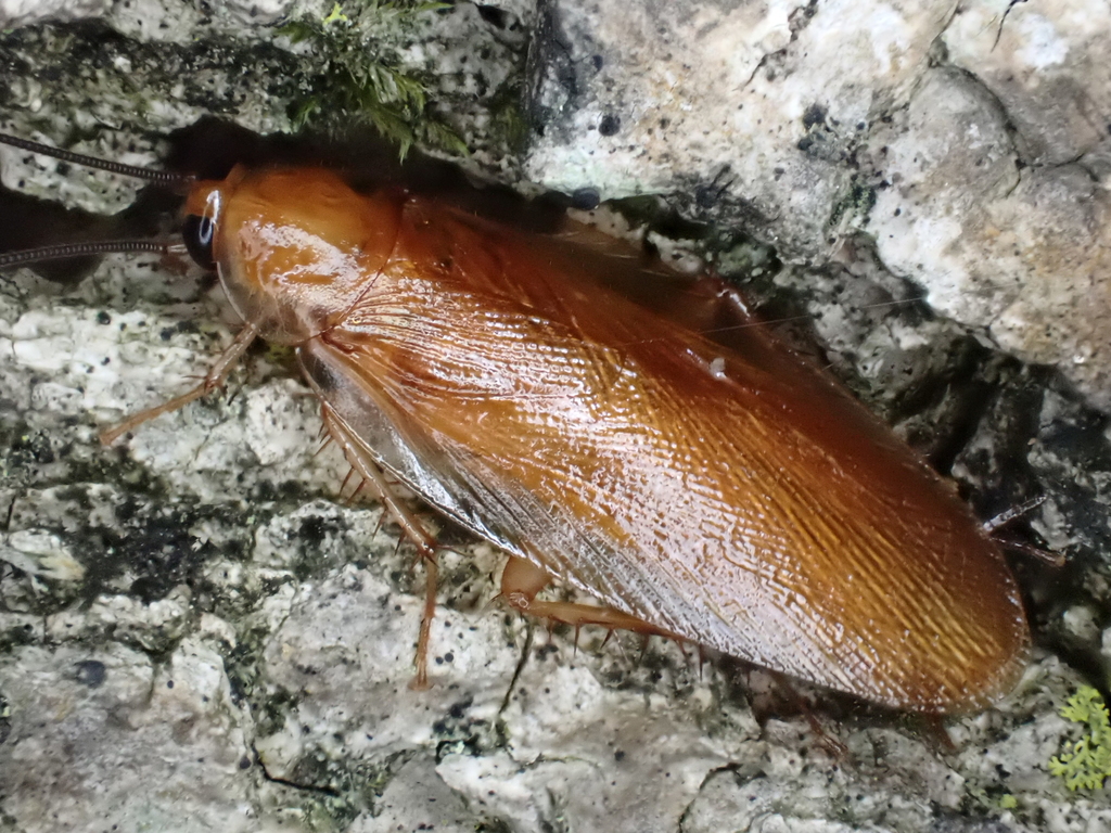 North American Wood Cockroaches from South Cleveland, TN, USA on May 27 ...