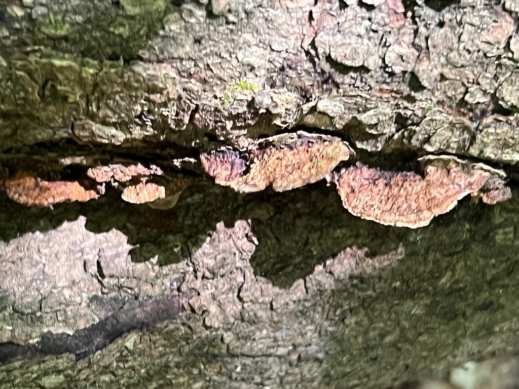 Mustard Yellow Polypore in June 2022 by Brian Hunt · iNaturalist
