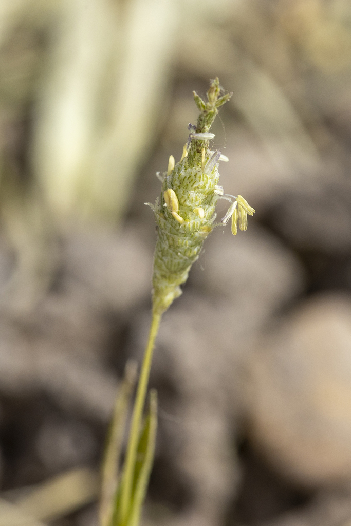 colusa grass in June 2022 by Sean Werle · iNaturalist
