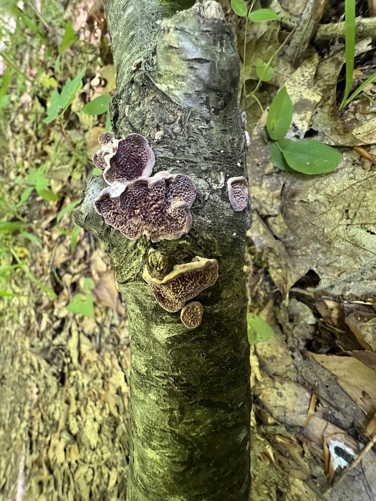 Trichaptum subchartaceum in June 2022 by Brian Hunt. DNA confirms ID ...