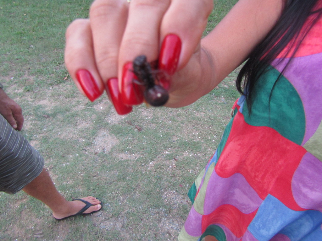 Atta Leaf-cutter Ants from Igarassu - State of Pernambuco, Brazil on ...