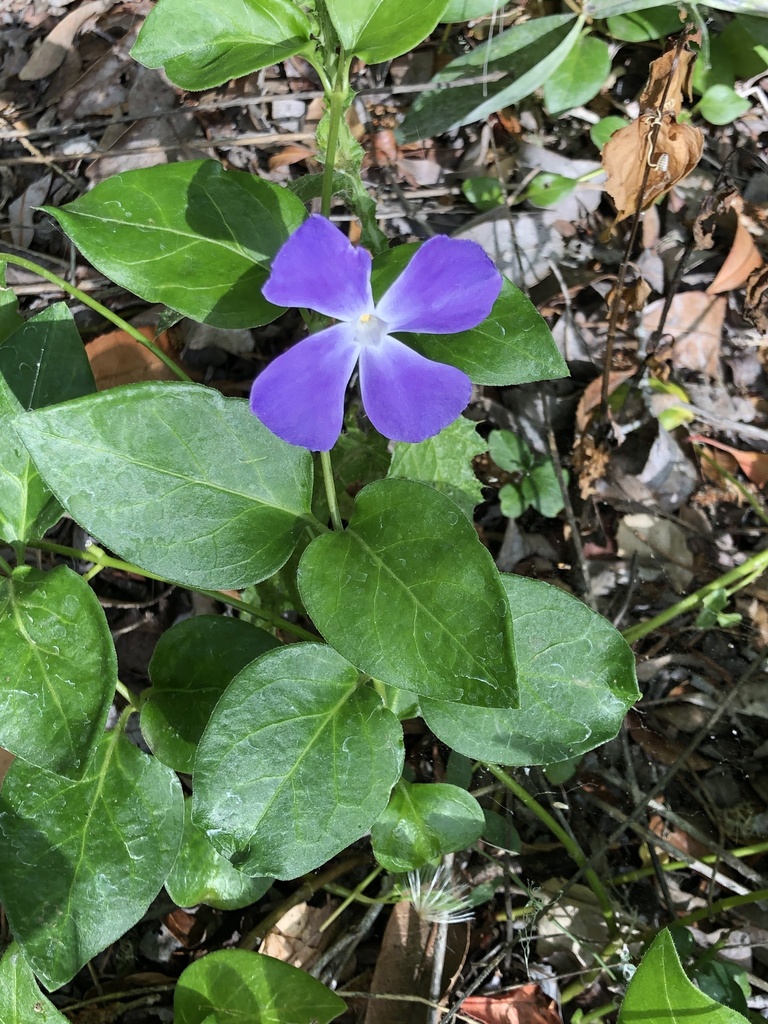 greater periwinkle from San Miguelito Canyon Rd, Lompoc, CA, US on May ...