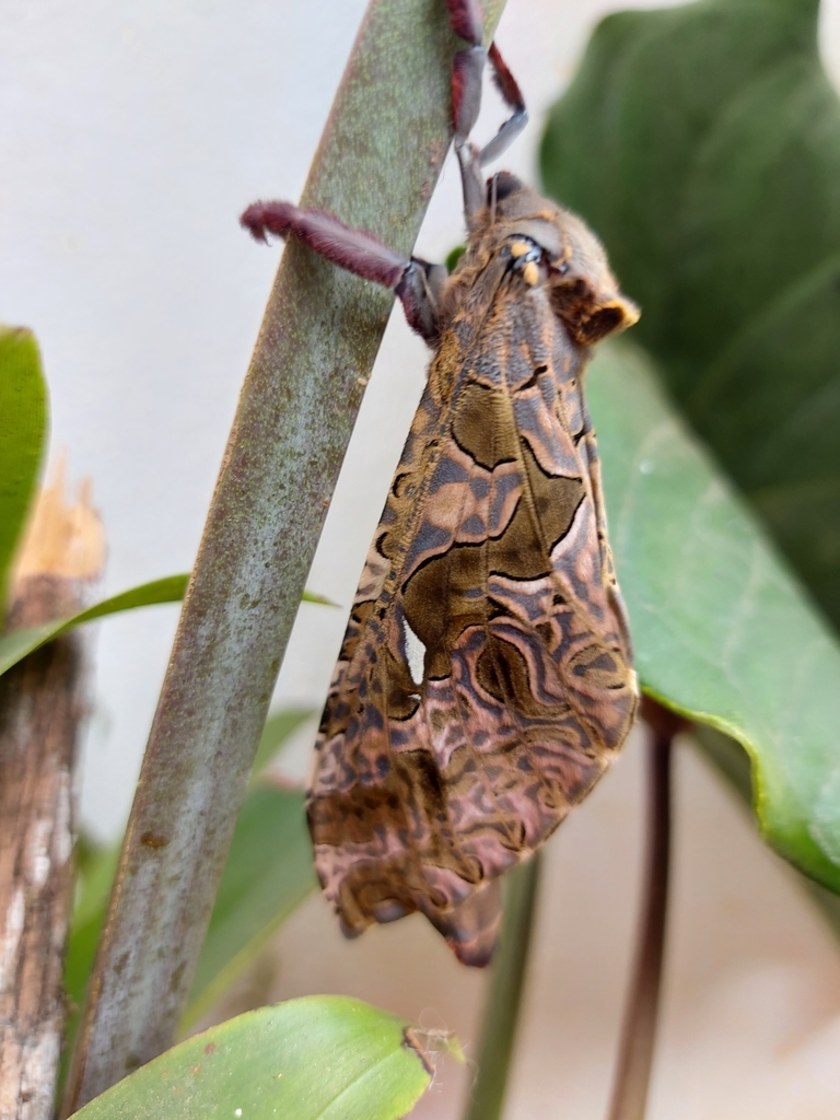 Phassus basirei from Santa María Tlahuitoltepec, Oax., México on June 2 ...