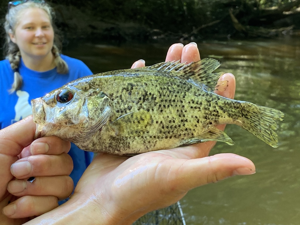 Shadow Bass from Five Runs Creek, Andalusia, AL, US on June 2, 2022 at ...