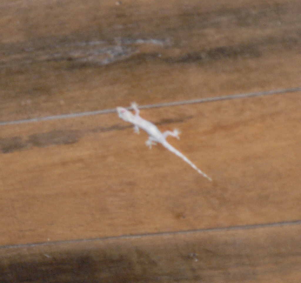 Tropical House Gecko from Western Tobago, Trinidad and Tobago on May 12 ...