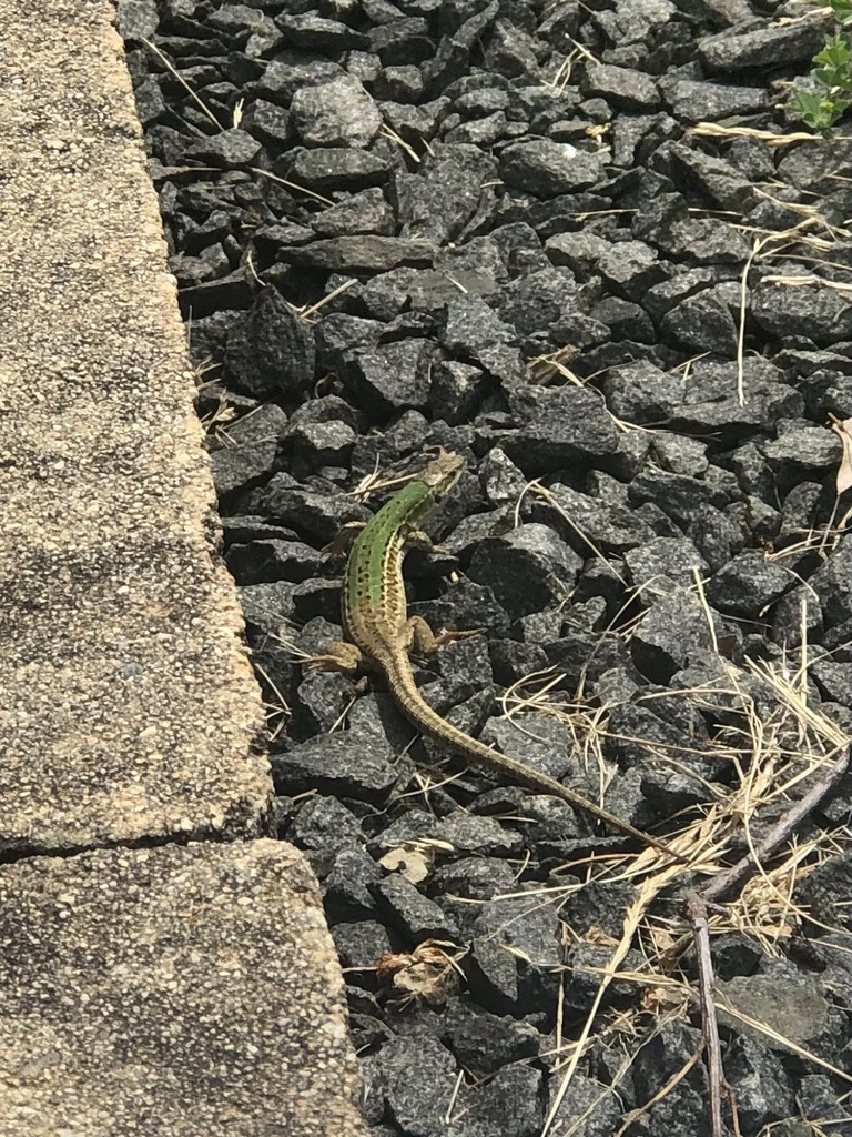 Italian Wall Lizard from Riverside Dr, Princeton, NJ, US on June 03 ...