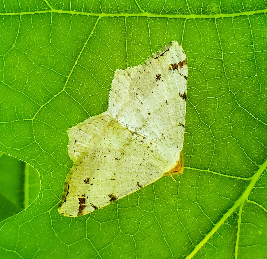 Red-headed Inchworm Moth from Langton, ON N0E 1G0, Canada on June 3 ...