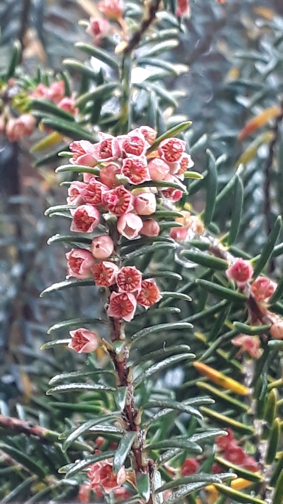 Erica platycodon (Madeira Pflanzen Ericales) · iNaturalist