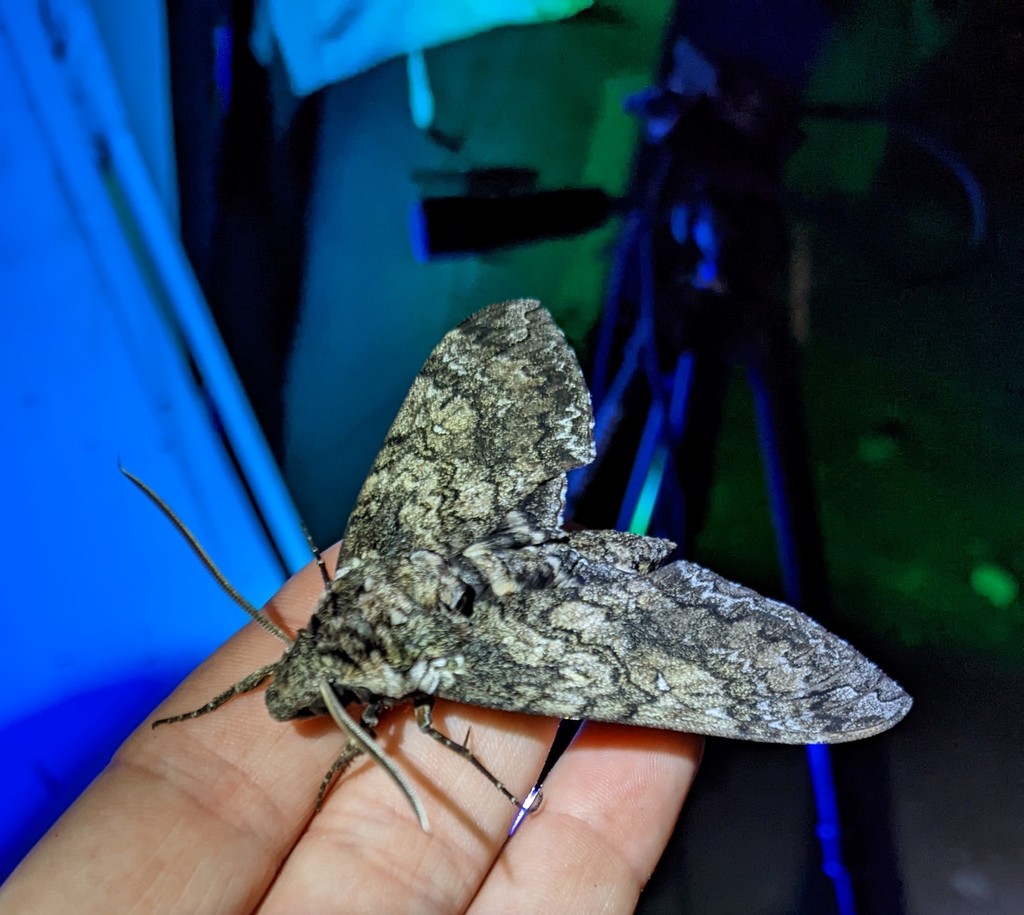 Carolina Sphinx from Manzanillo, Colima, Mexico on April 22, 2022 at 11 ...