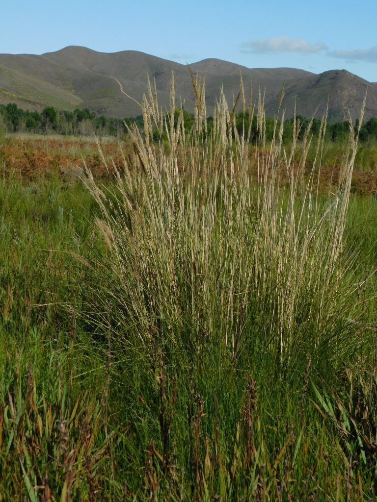 grasses from Greyton Sandpit, 7233, South Africa on June 02, 2022 at 11 ...