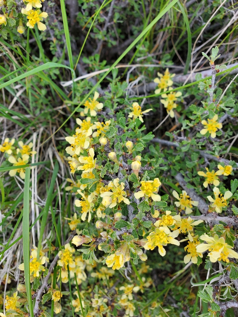 Antelope Bitterbrush from Cassia County, US-ID, US on June 03, 2022 at ...