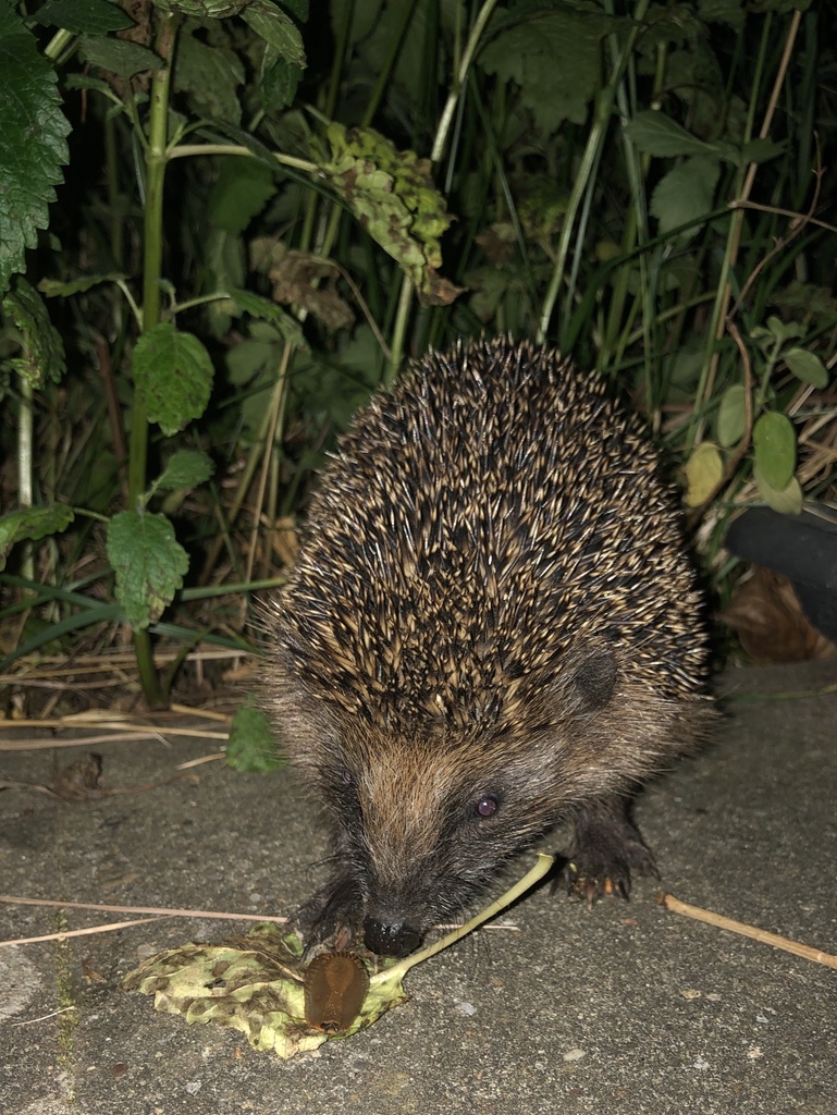 Common Hedgehog from Äußerer Tränkeweg, Würzburg, Bayern, DE on June 2 ...