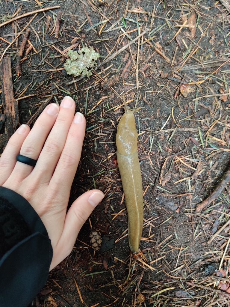 Pacific Banana Slug from King County, US-WA, US on May 26, 2022 at 06: ...